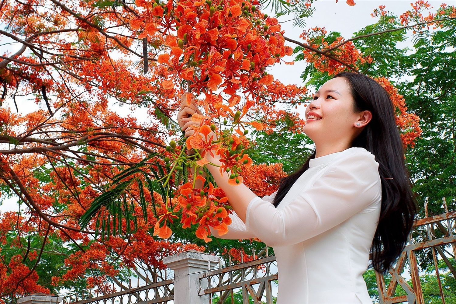 Bâng Khuâng Mùa Hoa Phượng Báo Dân Tộc Và Phát Triển